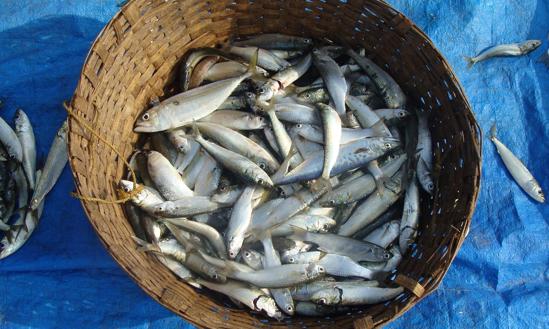 Aquatic foods researcher awarded the 2021 World Food Prize for ...