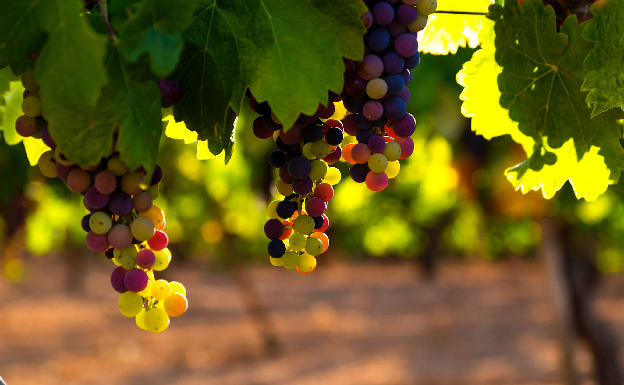 Deep Planet's VineSignal AI helps vineyards adapt to climate change ...